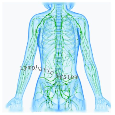 Supporting your Lymphatic System - Facial Spa, Massage Spa, Colon ...