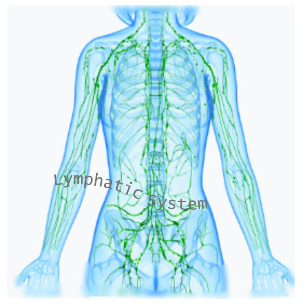 Supporting your Lymphatic System - Facial Spa, Massage Spa, Colon ...